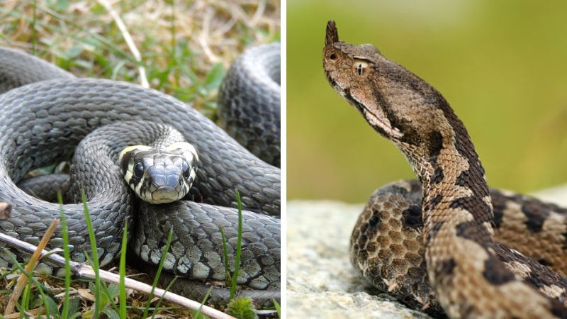 🌍 ŽIVOTINJSKI SVET KVIZ 🌍 ZMIJE 🐍 Pogodite koje ZMIJE u SRBIJI su ...