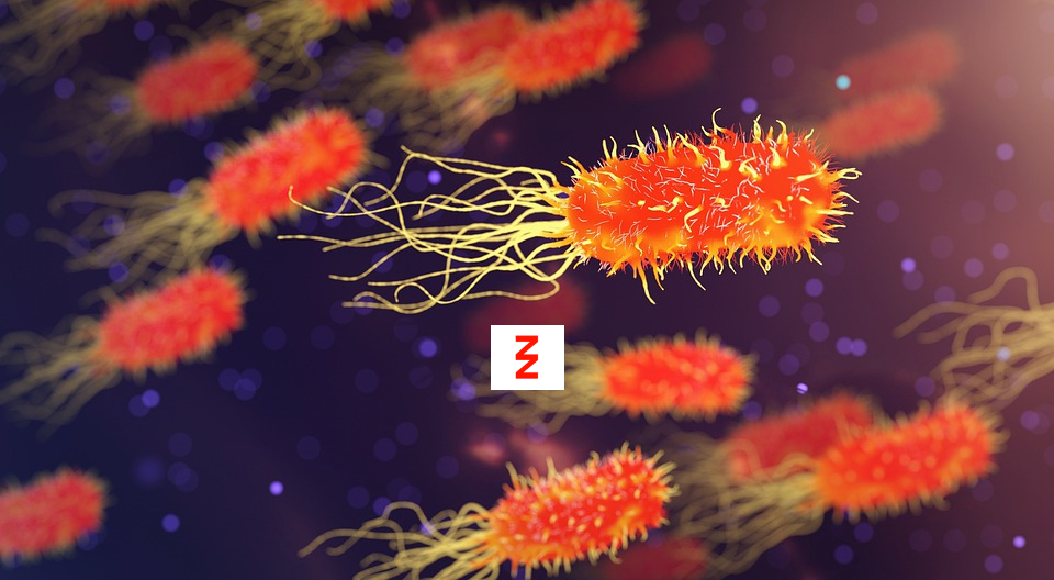 BIOLOGIJA ZA 5. RAZRED KVIZ (2.DEO): Šta je autotrofna ishrana? Da li ...
