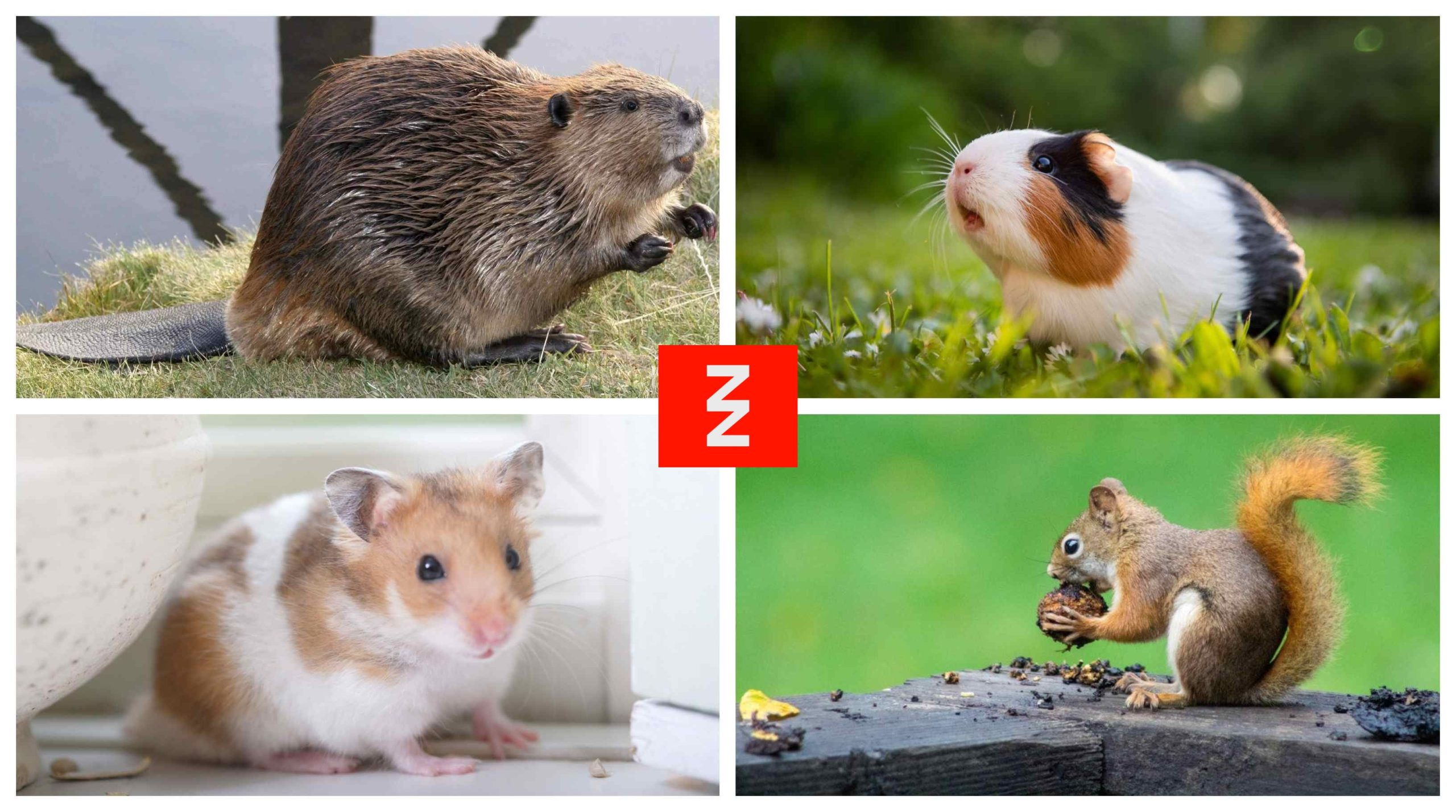 BRZI KVIZ: Ako uspeš da prepoznaš ovih 7 glodara sa slika onda si pravi ...