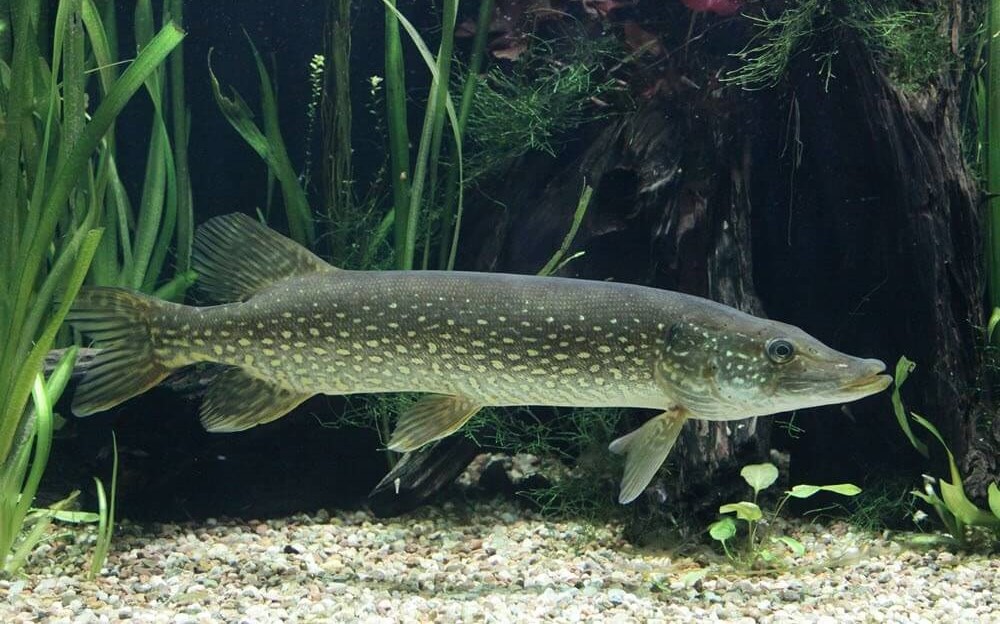 KVIZ: Samo pravi majstori prepoznaju ovih 10 vrsta riba! - Zabavnik kviz