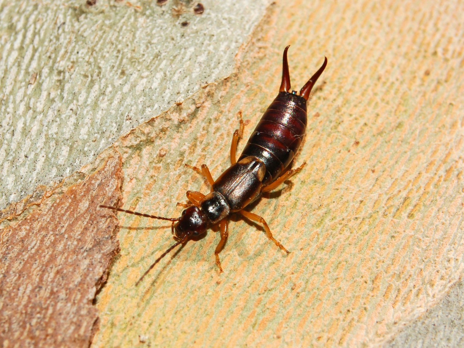 KVIZ: Prepoznaj ovih 8 domaćih insekata sa slika! 🦟 - Zabavnik kviz