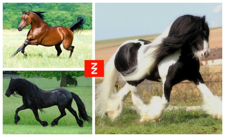 BRZI KVIZ: Samo pravi eksperti razlikuju ovih 7 rasa konja! 🐎 🧐 Odigraj ...