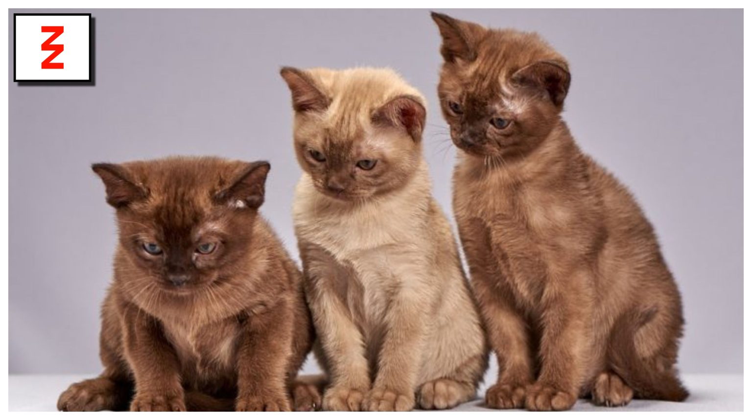 KVIZ: Prepoznaj rase mačaka sa slika! 🐱 - Zabavnik kviz