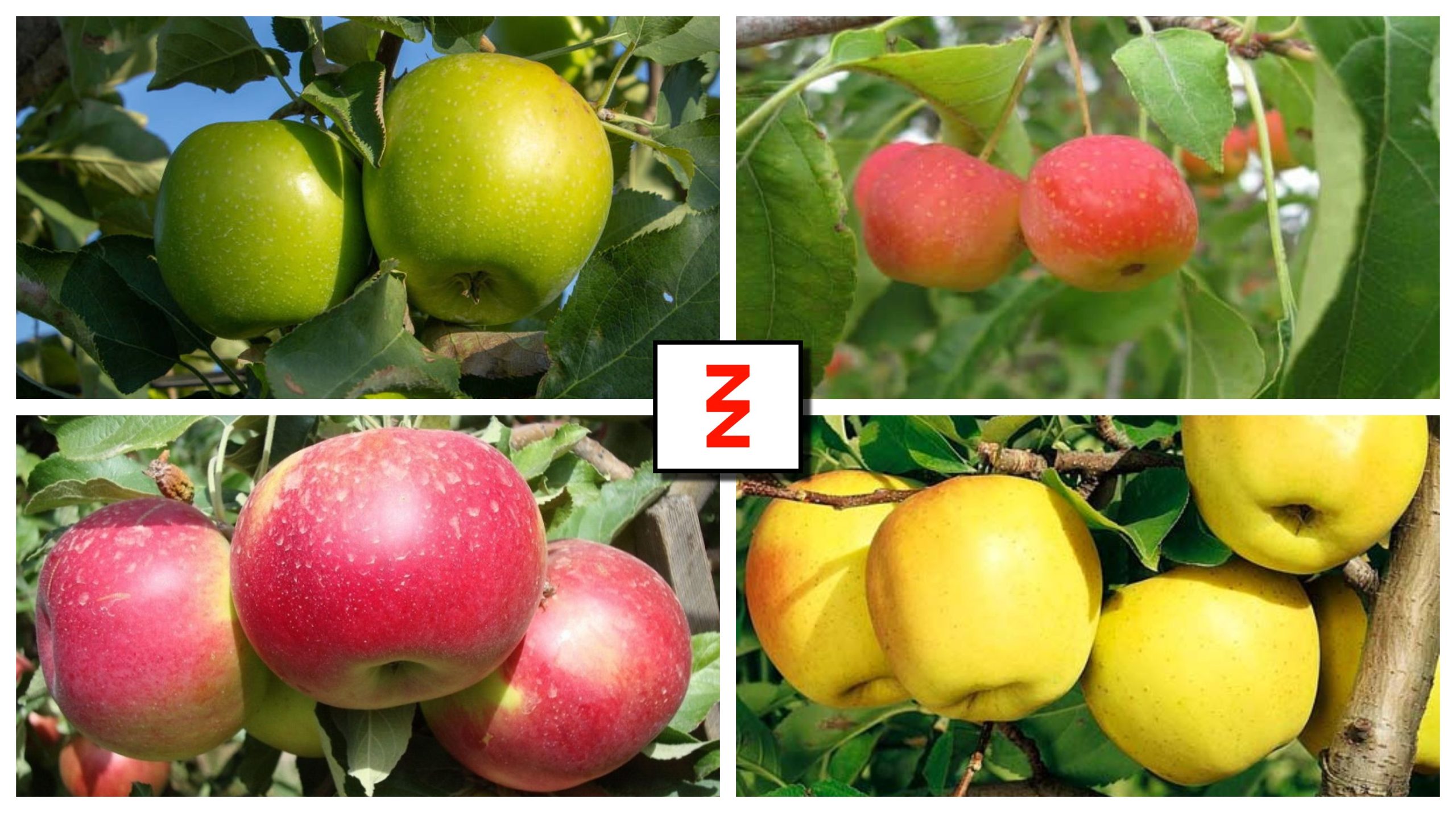 KVIZ: Ako prepoznaš ovih 8 sorti JABUKA samo na osnovu slika, svaka ...