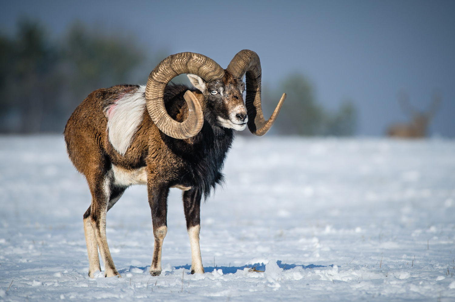 NA SLOVO ,,M“ KVIZ (2.DEO): Pogodi sve tačne odgovore koji počinju ...